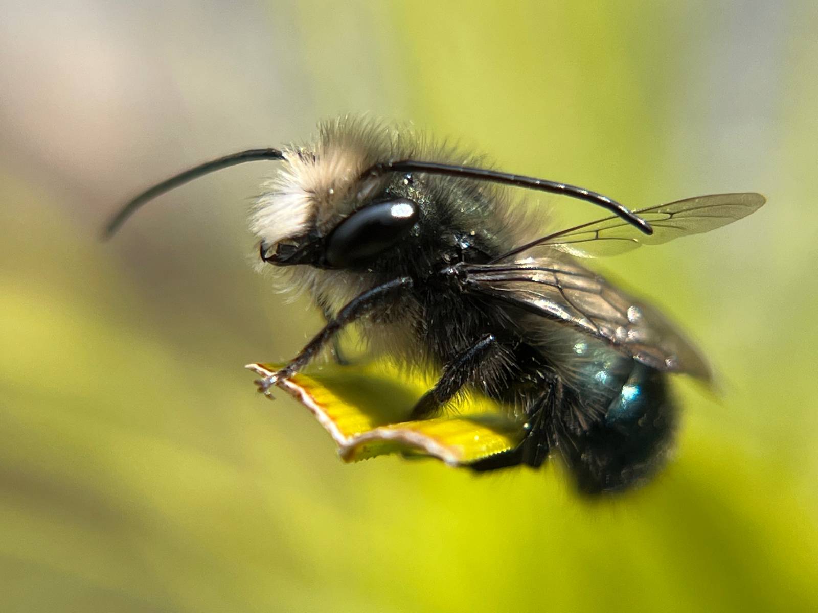 Where Do Mason Bees Live? – Mother Earth News